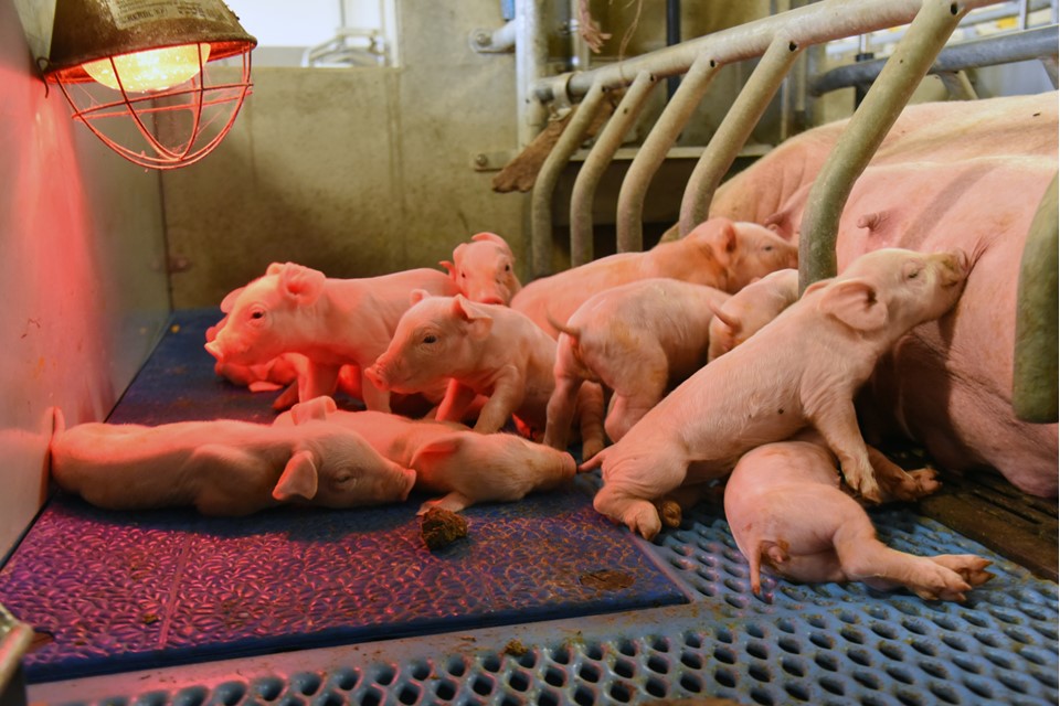 Gute Betreuung zum Lebensstart - Erfolgreiches Ferkelmanagement